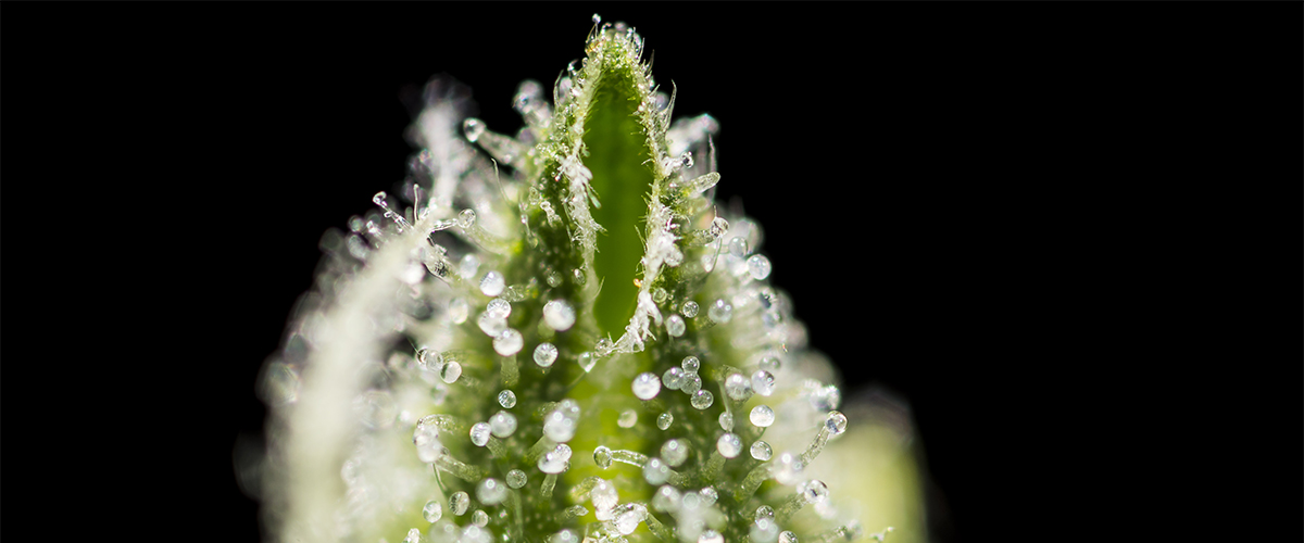 What are terpenes and why do we use them? - Pure Harmony