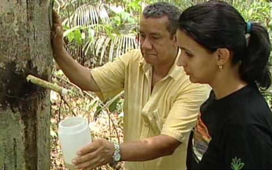 What is Copaiba oil and why should I be using it? - Pure Harmony